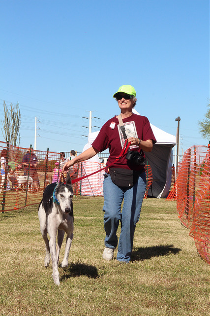 2022 AAGI Picnic Nov 12 – Arizona Adopt a Greyhound